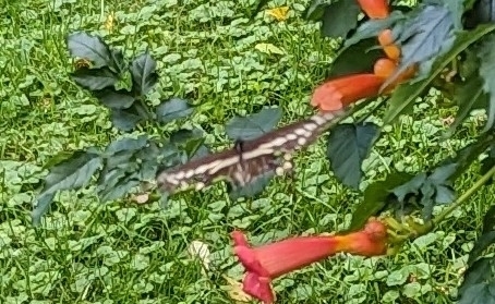 Eastern Giant Swallowtail from Ontario on August 25, 2023 at 04:10 PM ...