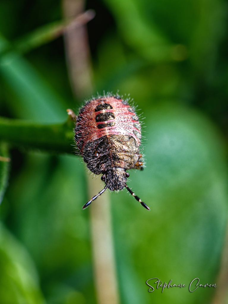 Sloe Bug from 76350 Oissel, France on August 25, 2023 at 08:15 PM by ...