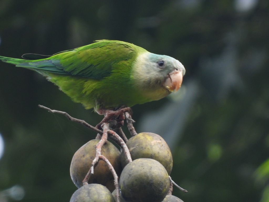 Gray-cheeked Parakeet in May 2022 by Andy Ruiz · iNaturalist
