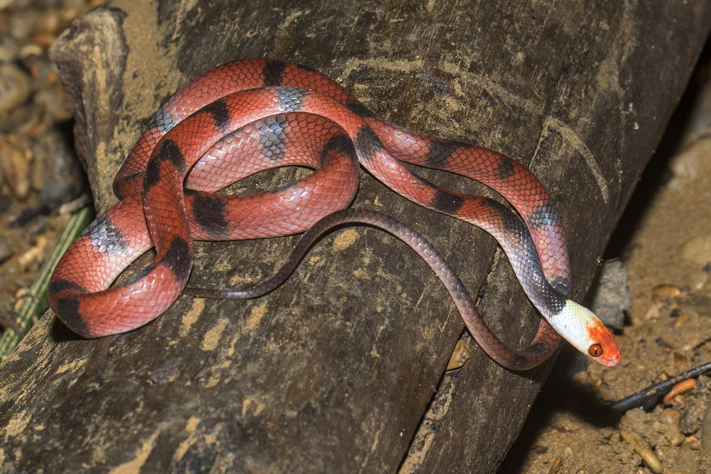 Tropical Flat Snake from Nuquí, Choco, Colombia on March 21, 2023 at 09 ...