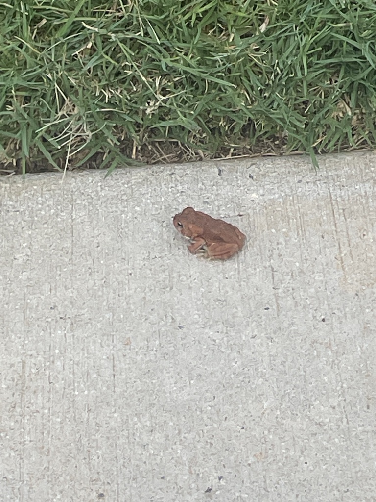 North American Toads from Cassada Ct, Holly Springs, NC, US on August ...