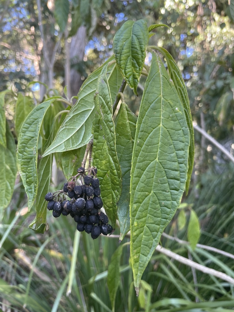 Native Hydrangea in August 2023 by Victoria Reilly · iNaturalist