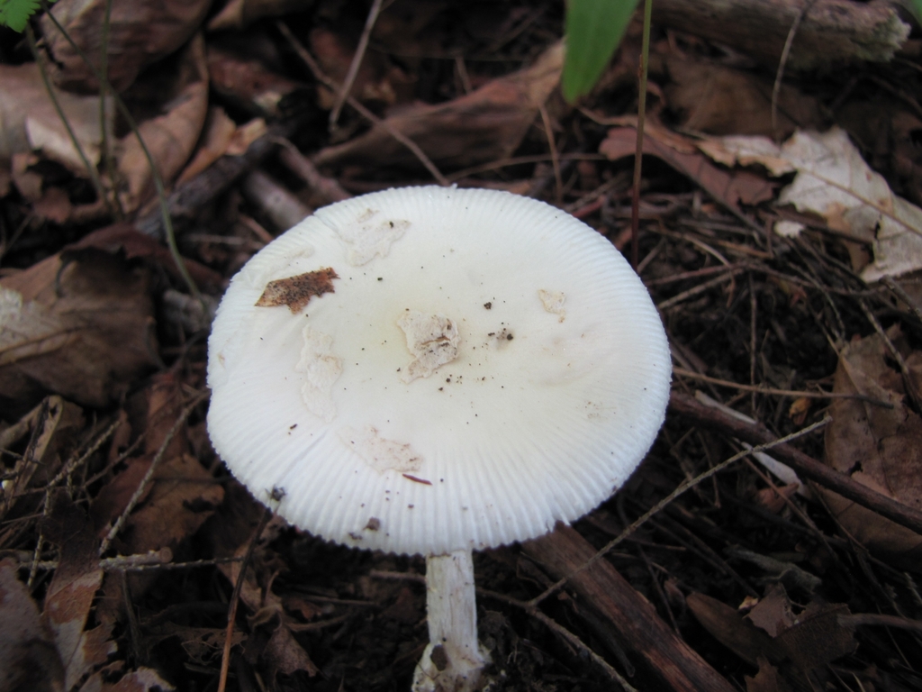 Ringless Panther from Eel River Lake, NB E6H 2M6, Canada on August 12 ...