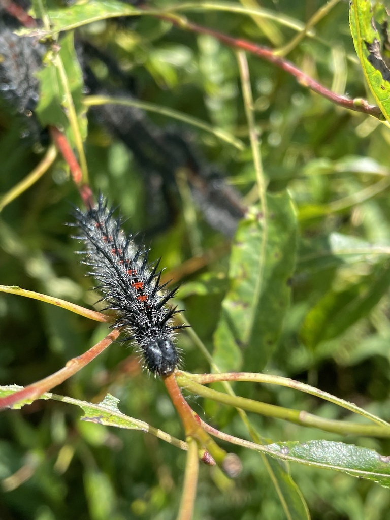 Mourning Cloak in August 2023 by Kayleen Snyder · iNaturalist