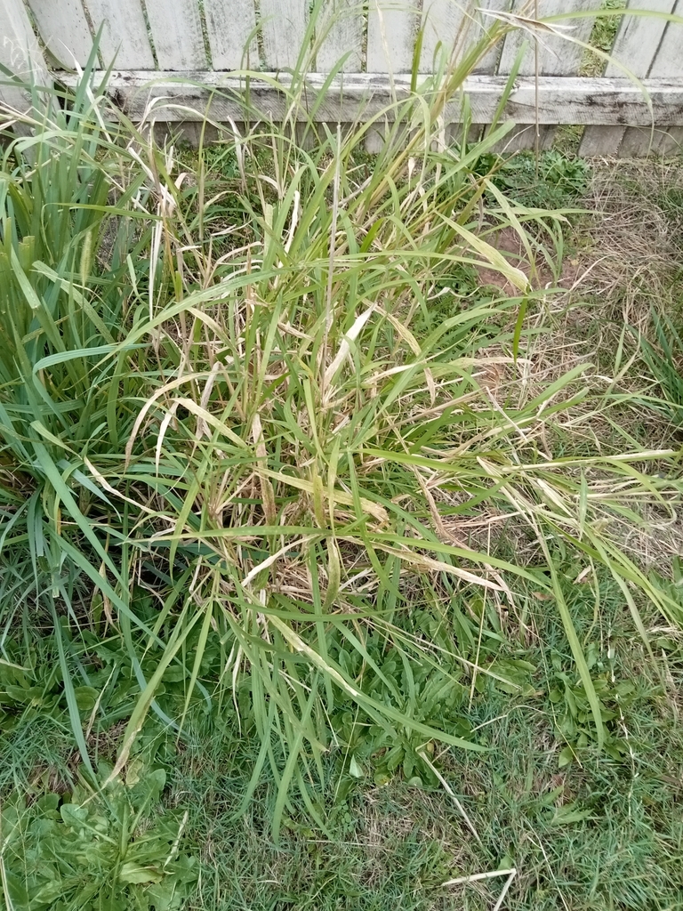 grasses from Deception Bay on August 26, 2023 at 10:28 AM by Liam ...