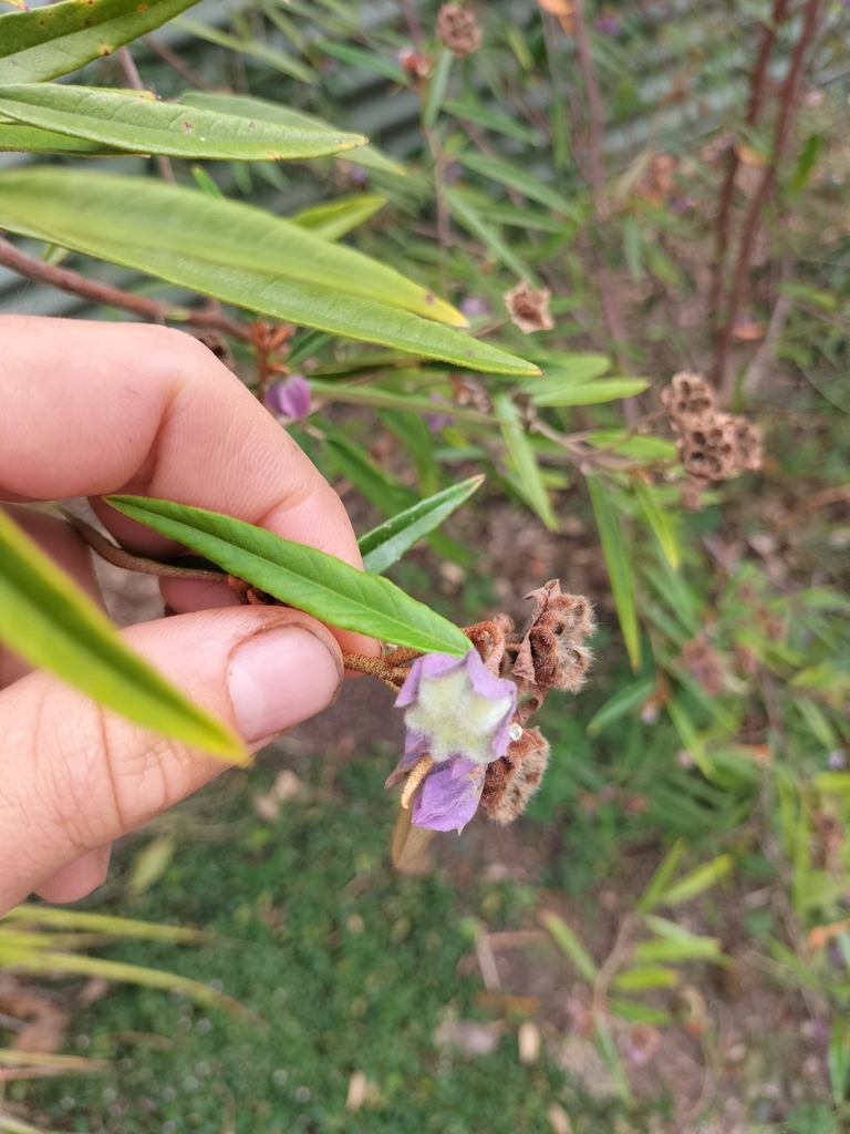 mountain fire-bush from Woombye QLD 4559, Australia on August 26, 2023 ...