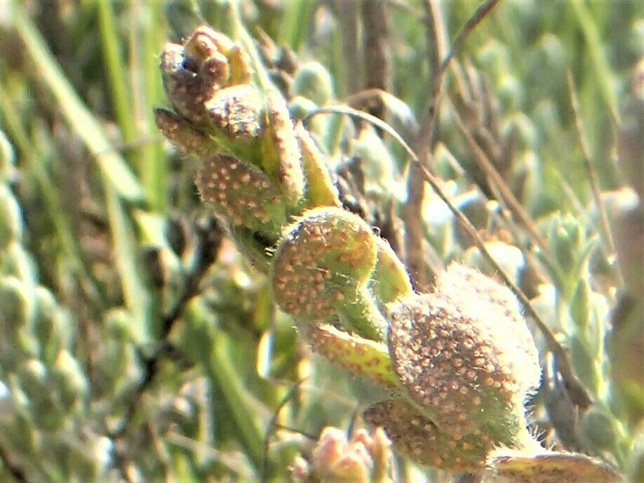 Insects from Riverside, California, United States on May 5, 2018 at 09: ...