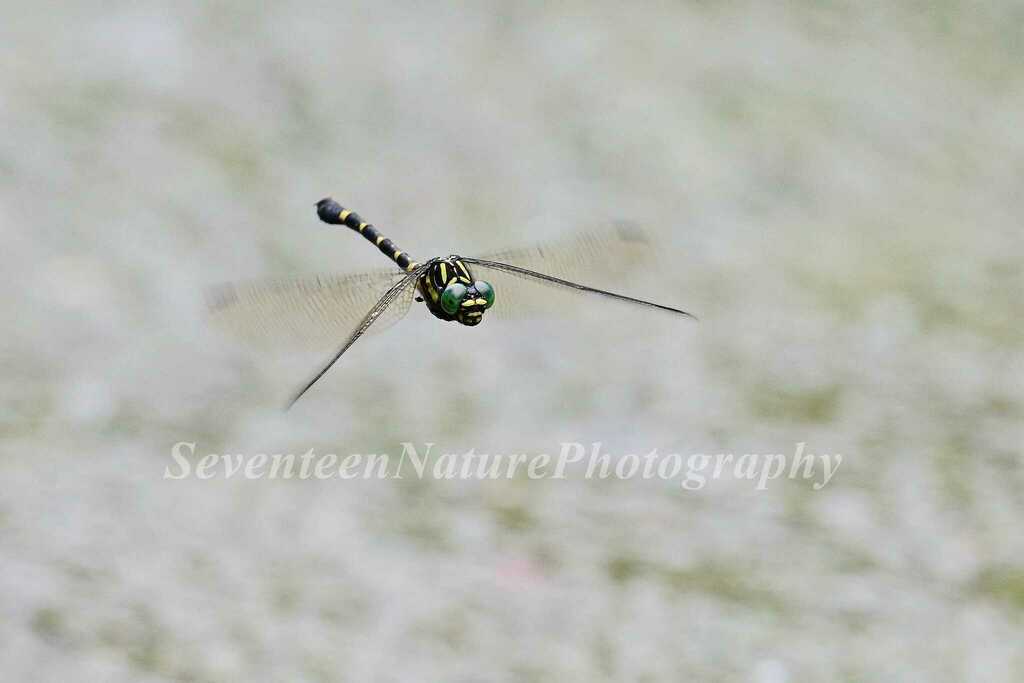 Lamelligomphus tutulus in August 2023 by Kaniska · iNaturalist
