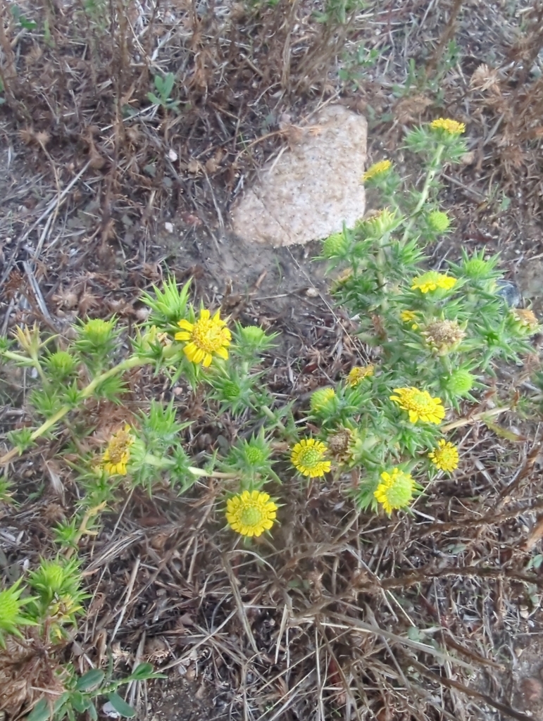 Common Spikeweed from Beaumont, CA, USA on August 25, 2023 at 07:25 PM ...