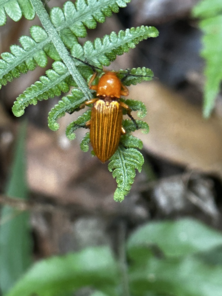 Hemiops flava from 臺灣島, 士林區, TPE, TW on August 26, 2023 at 11:11 AM by ...