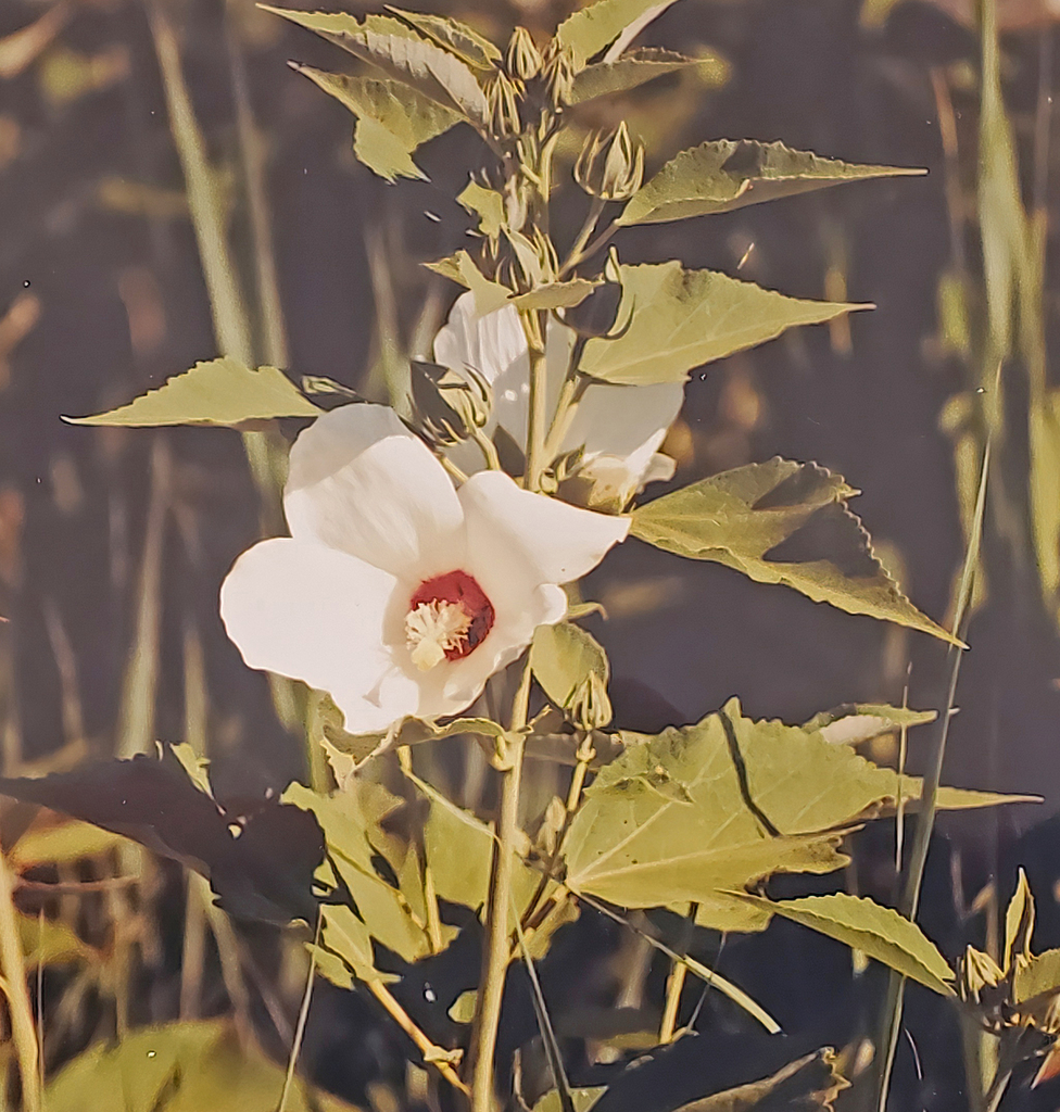 swamp rose mallow from Richmond County, VA, USA on July 16, 2001 by ...