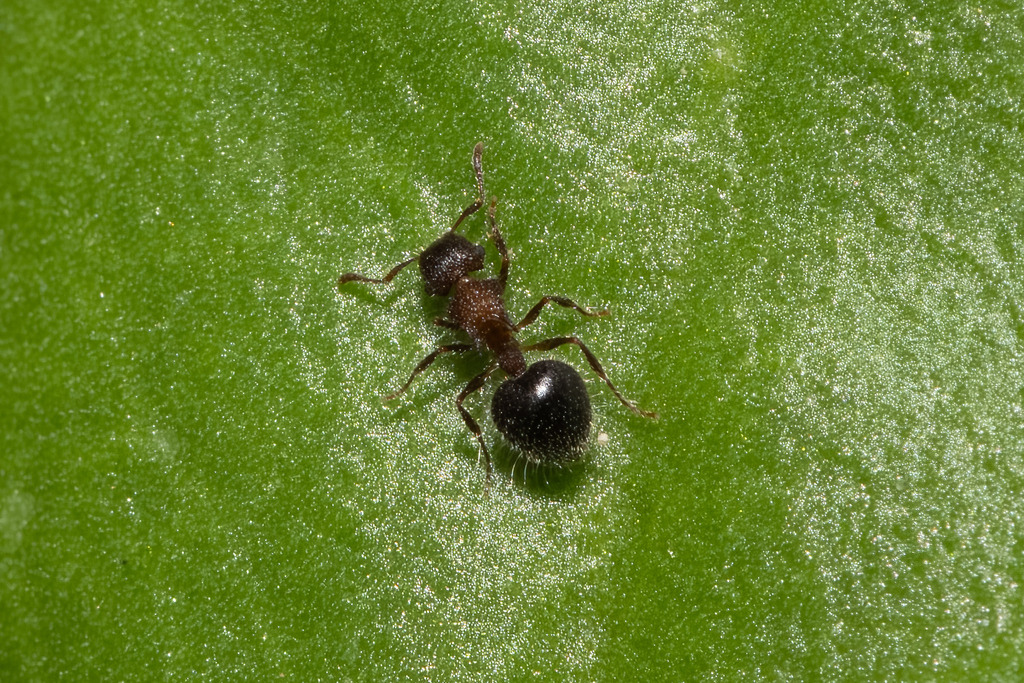 Bicolored Shield Ant from Marine Parade, Singapore on August 24, 2023 ...