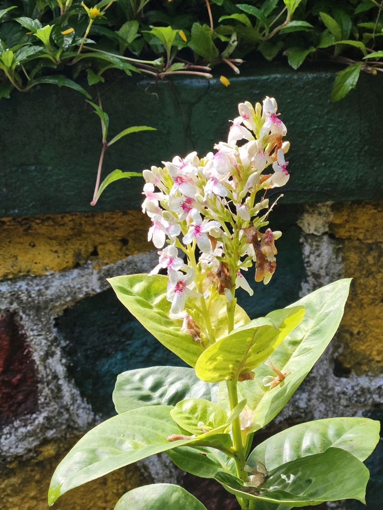 Yellow-Vein Eranthemum from Maharashtra Nature Park, Sion Bandra Link ...