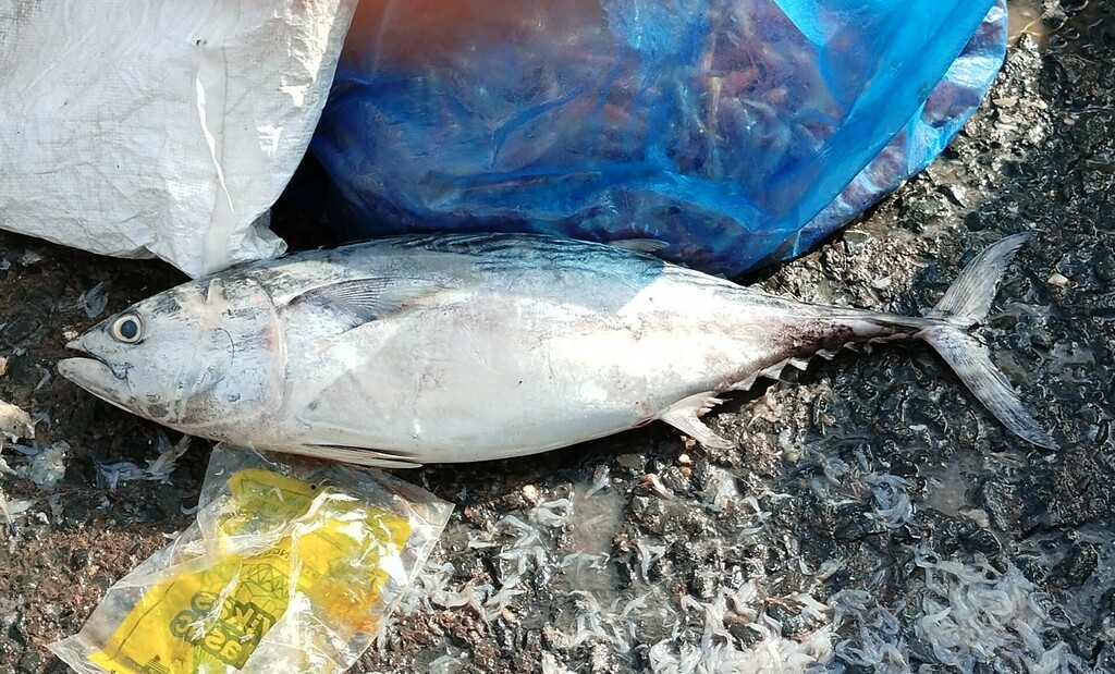 Mackerel Tuna from Colaba, Mumbai, Maharashtra, India on August 24 ...