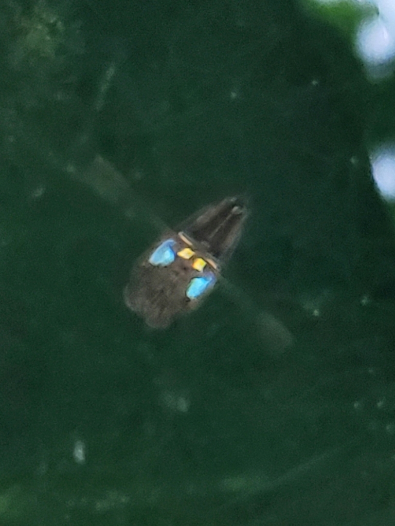 Enithares from 城門郊野公園遊客中心 on August 26, 2023 at 11:43 AM by Pasteur Ng ...