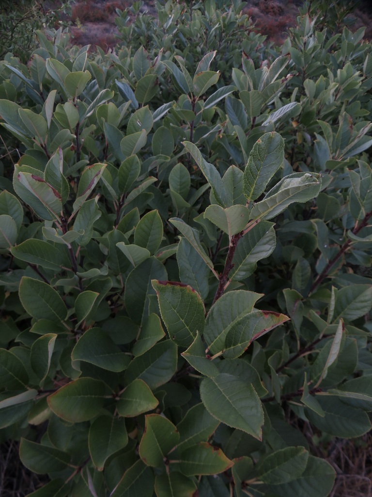 chokecherry from San Bernardino County, CA, USA on August 24, 2023 at ...