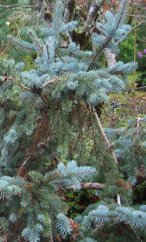spruces from Downtown Eastside, Vancouver, BC, Canada on November 27 ...