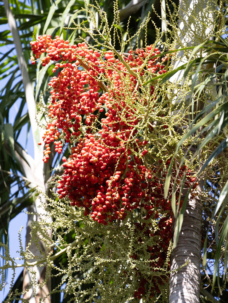 Carpentaria acuminata from Lot 3095 Arnhem Hwy, Marrakai NT 0822 ...