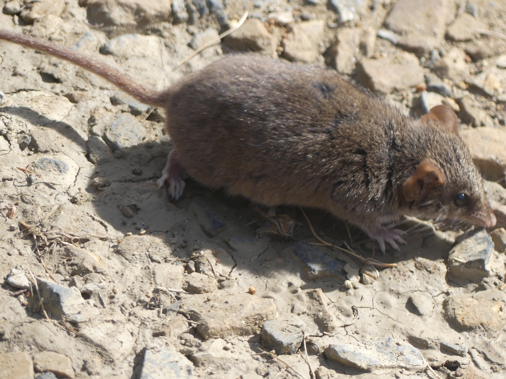Agile Antechinus from Australia on August 25, 2023 at 12:46 AM by Joy ...