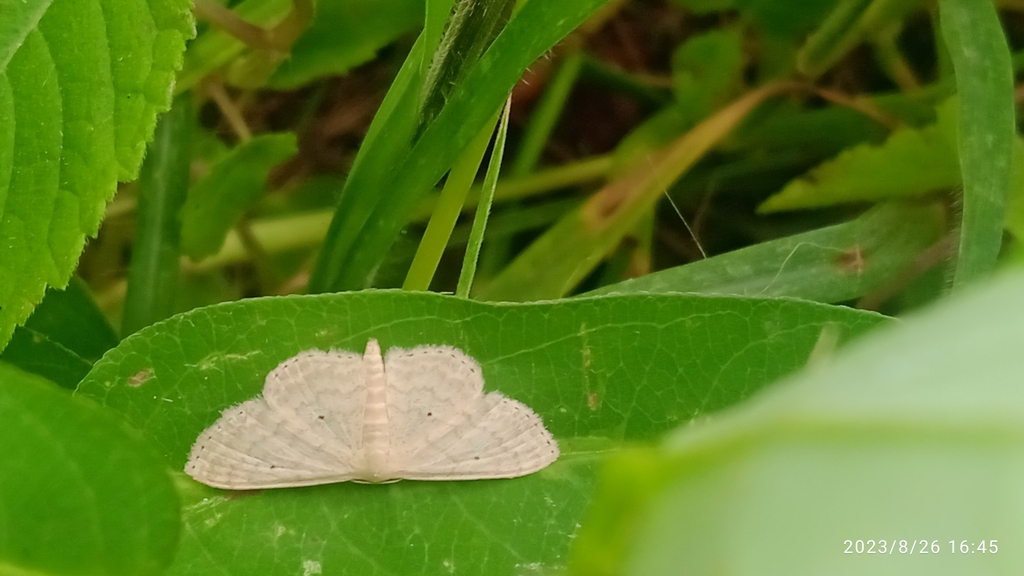 Scopula from Department of Life - Sciences on August 26, 2023 at 04:45 ...