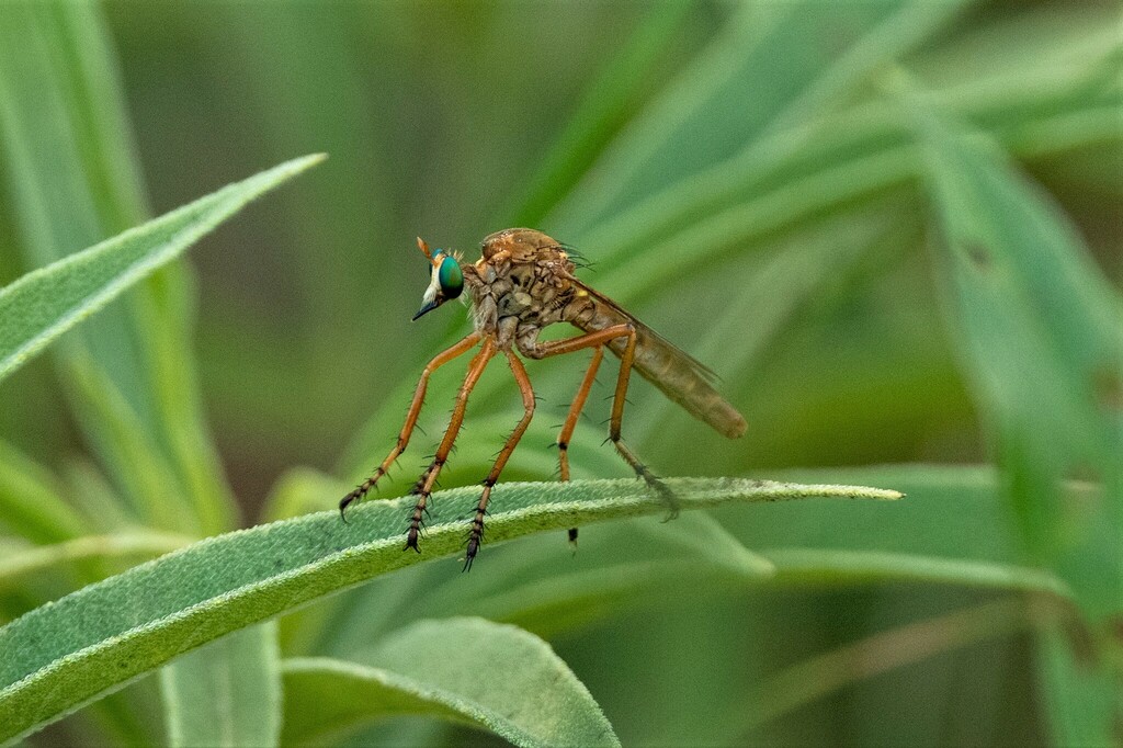 Prairie Robber Fly from Capitol Beach, Lincoln, NE, USA - Lincoln ...
