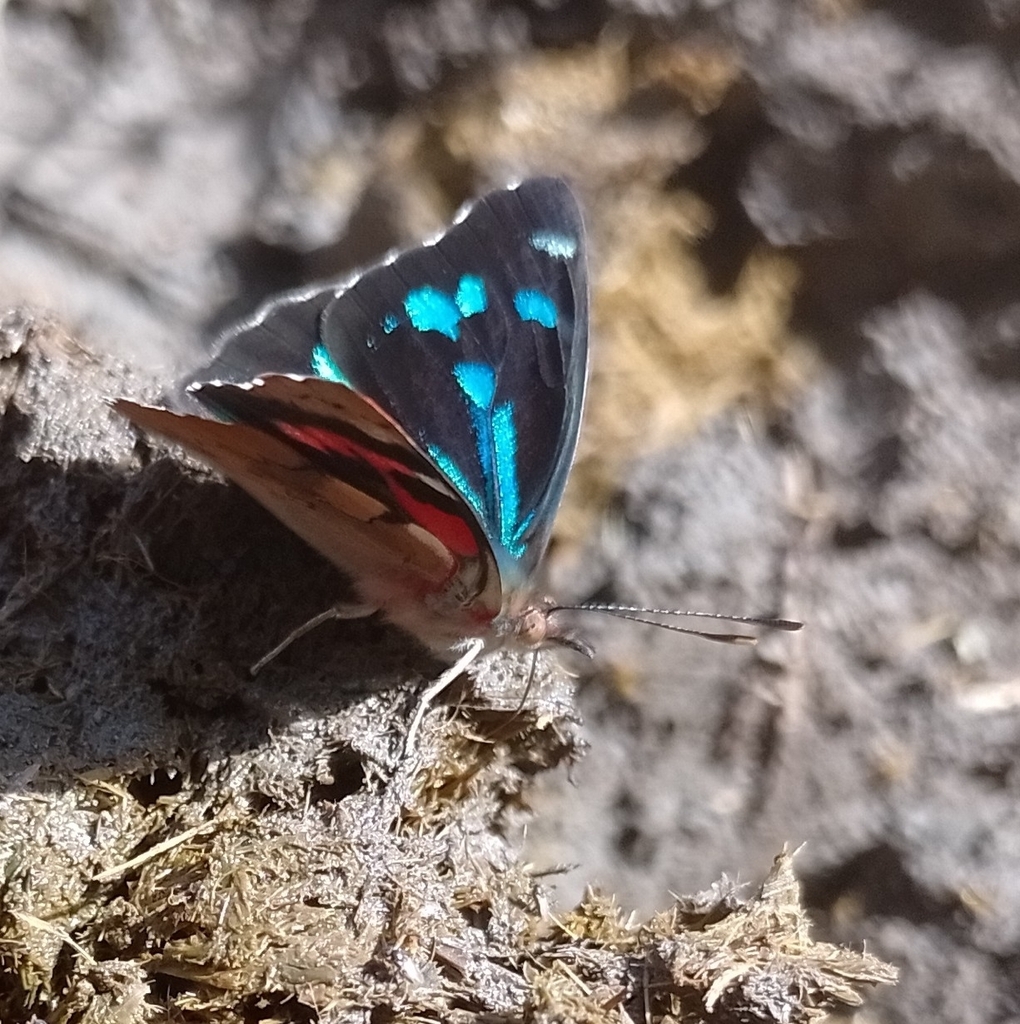 Orophila campaspe from Tona, Santander, Colombia on August 25, 2023 at ...