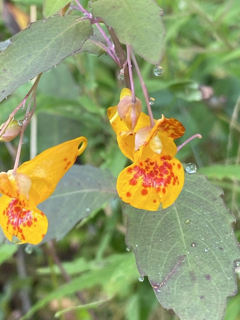 common jewelweed from Essex County, US-NY, US on August 26, 2023 at 08: ...
