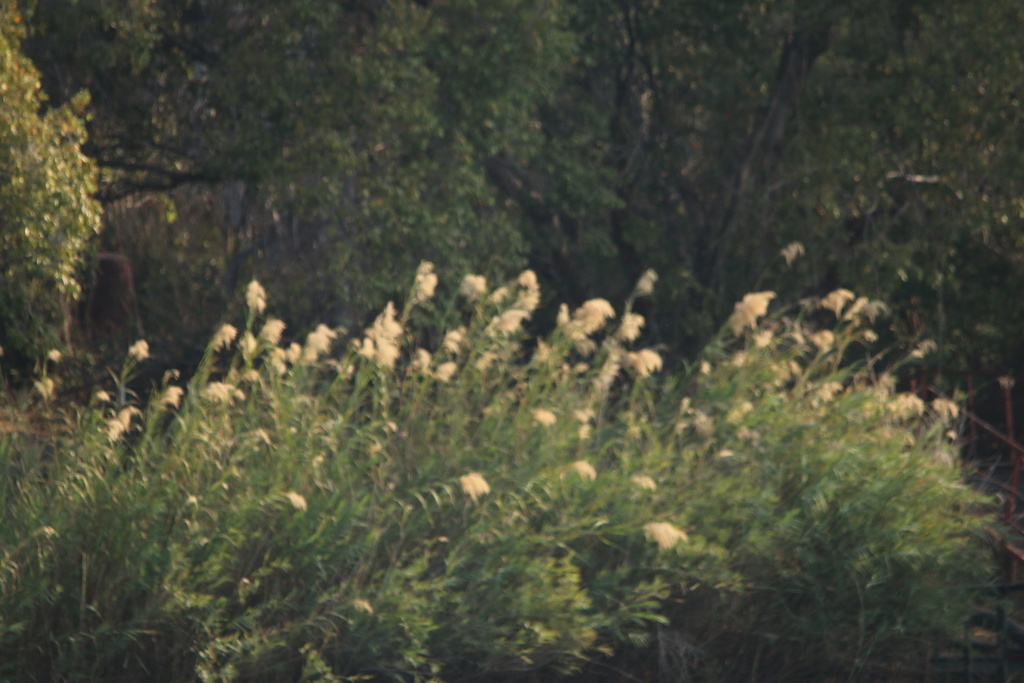 African Reed from Kalai Island, ZM on August 23, 2023 at 10:17 PM by ...