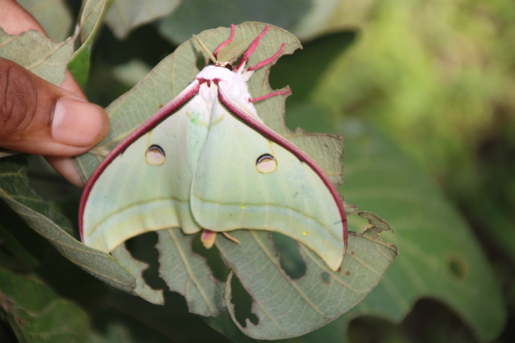 Indian Moon Moth from Melghat Tiger Reserve on August 25, 2023 at 02:53 ...