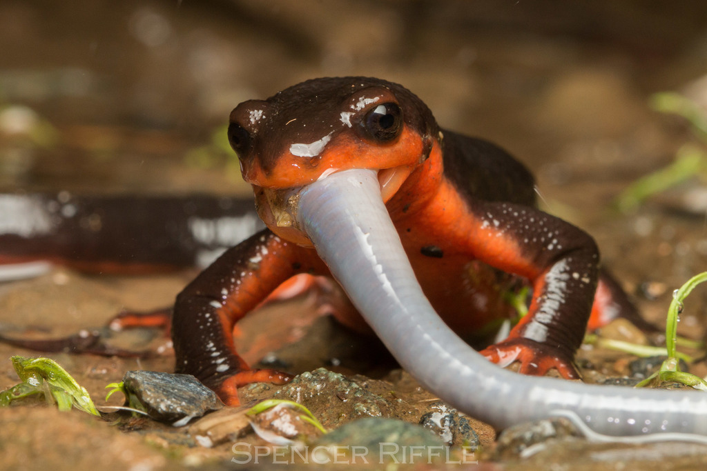 Red Belly Salamander