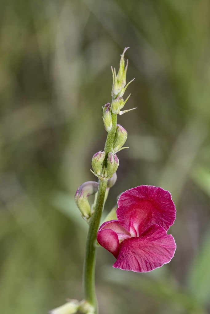Phasey Bean from Vía 922, Bagaces, Guanacaste, CR on July 9, 2023 at 01 ...