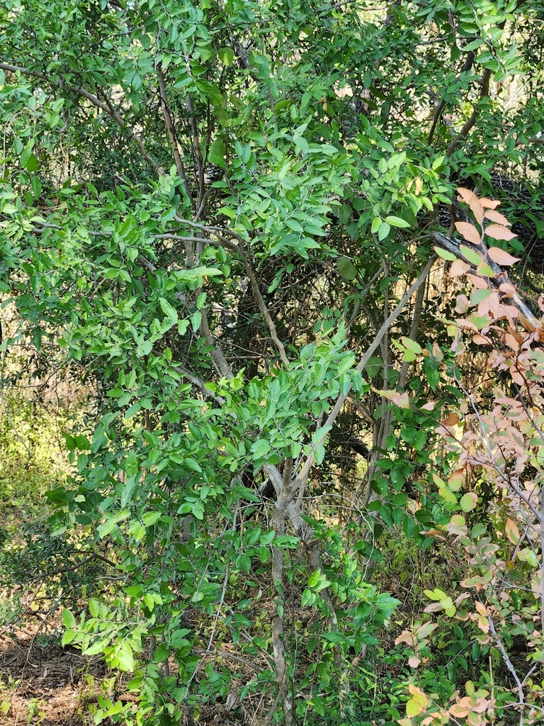 spiny hackberry from Alamo Heights, San Antonio, TX, USA on August 26 ...