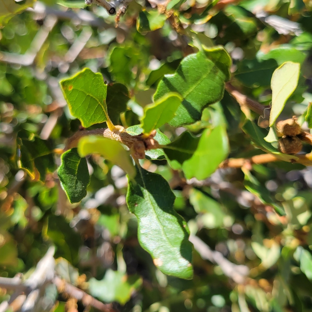 California scrub oak from Riverside County, CA, USA on August 24, 2023 ...