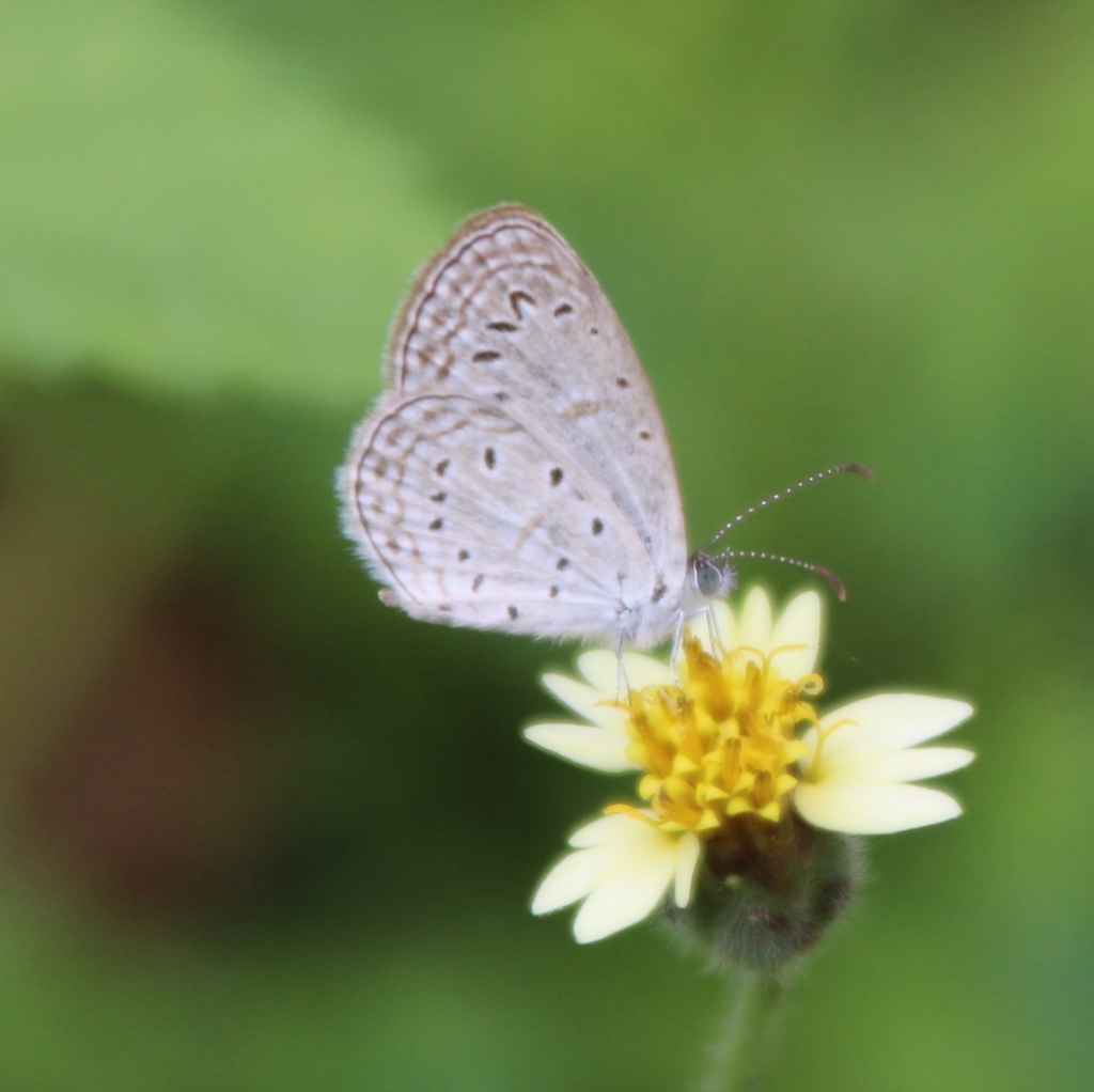 Tiny Grass Blue from Melghat Tiger Reserve on July 13, 2023 at 01:40 PM ...