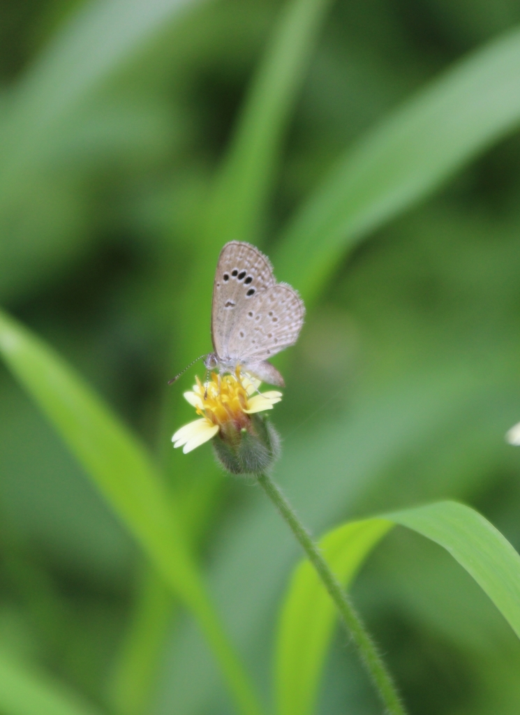 Lesser Grass Blue from Melghat Tiger Reserve on July 13, 2023 at 01:48 ...