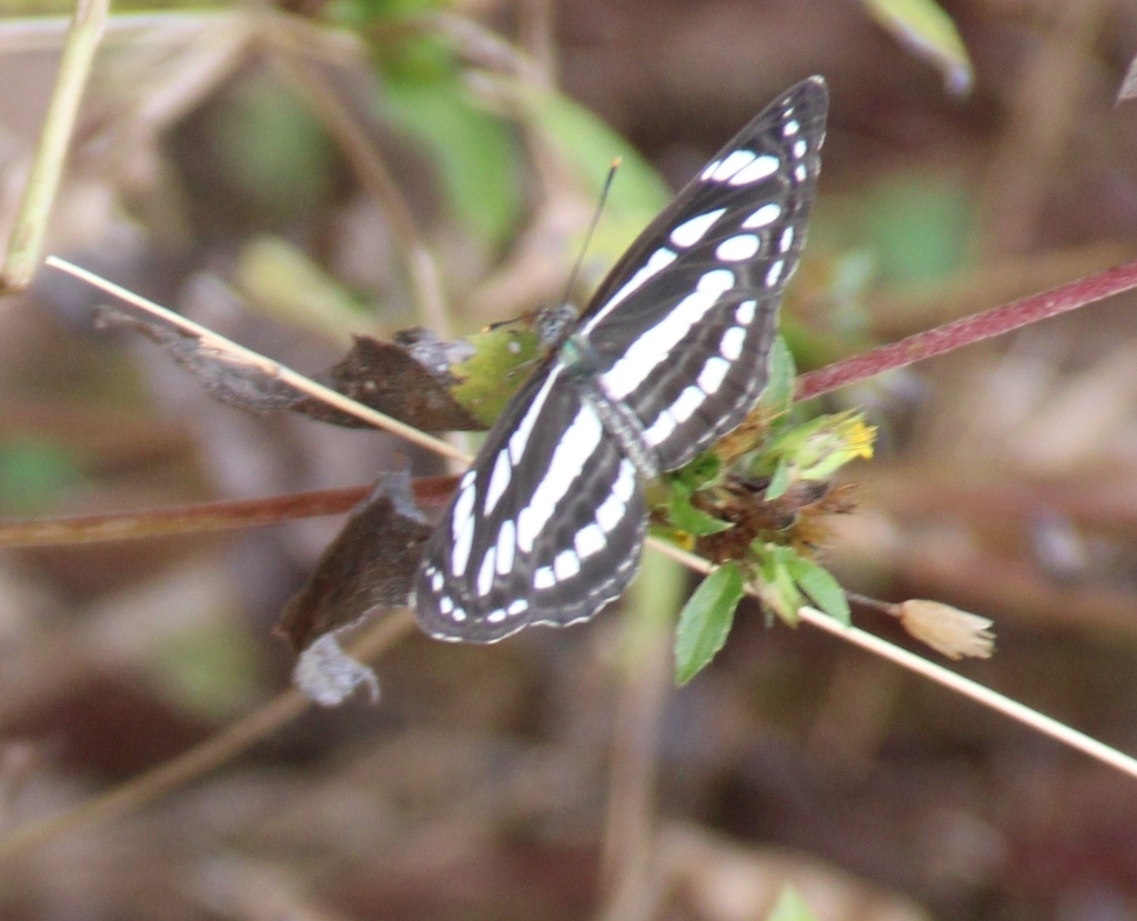 Common Sailer from Melghat Tiger Reserve on January 3, 2023 at 03:21 PM ...