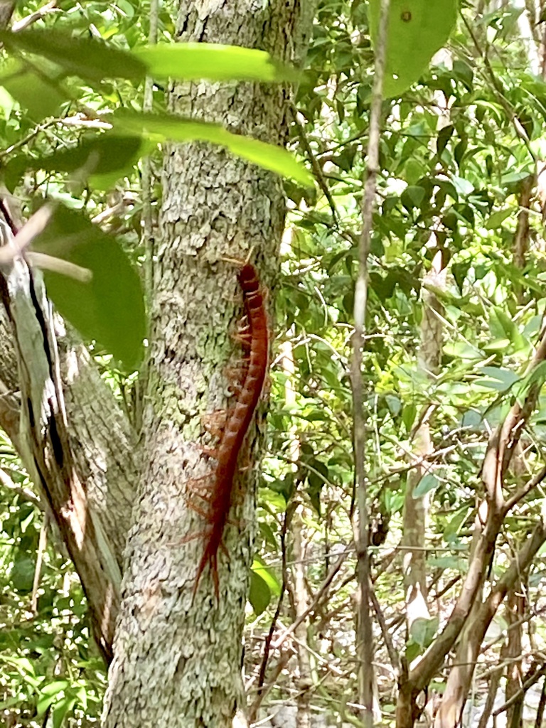 Caribbean Giant Centipede from Jaragua National Park, Oviedo ...