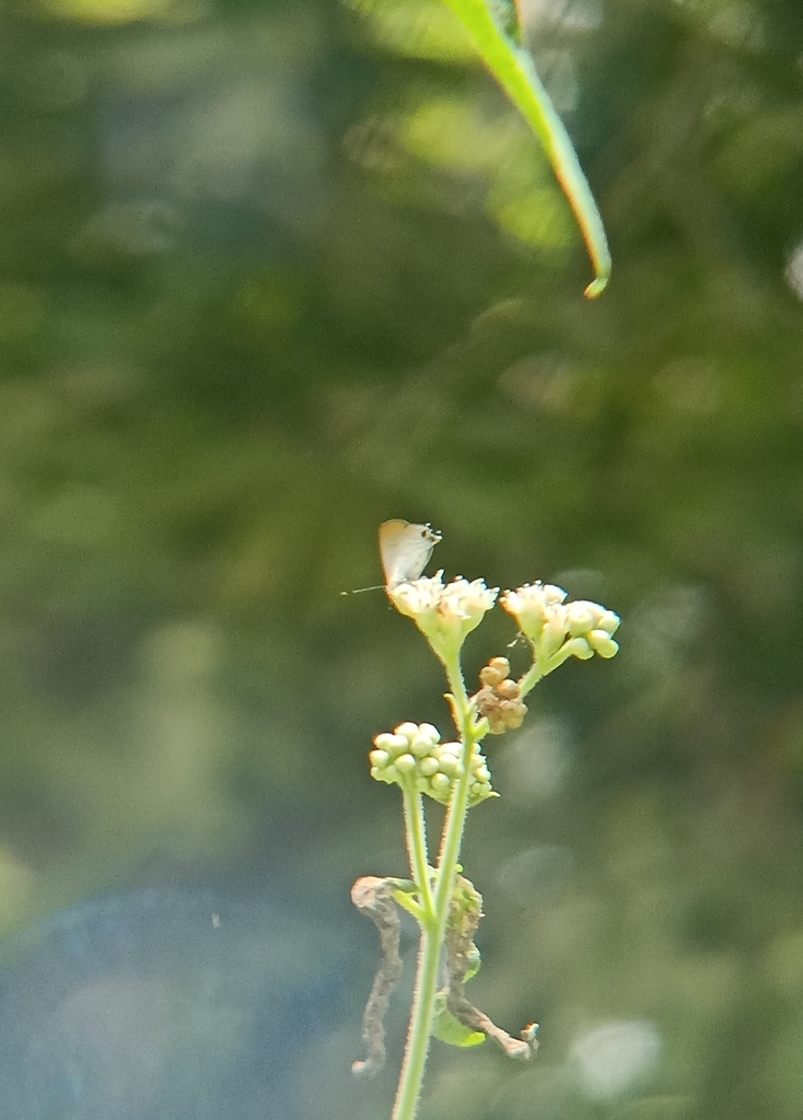 Narrow Spark from 11600, Penang, Malaysia on July 3, 2022 by ...