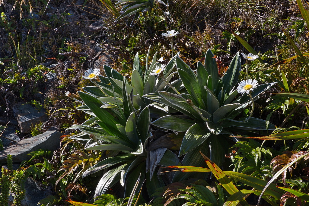 Large Mountain daisy from Croesus Track, Southern Paparoa Range, New ...