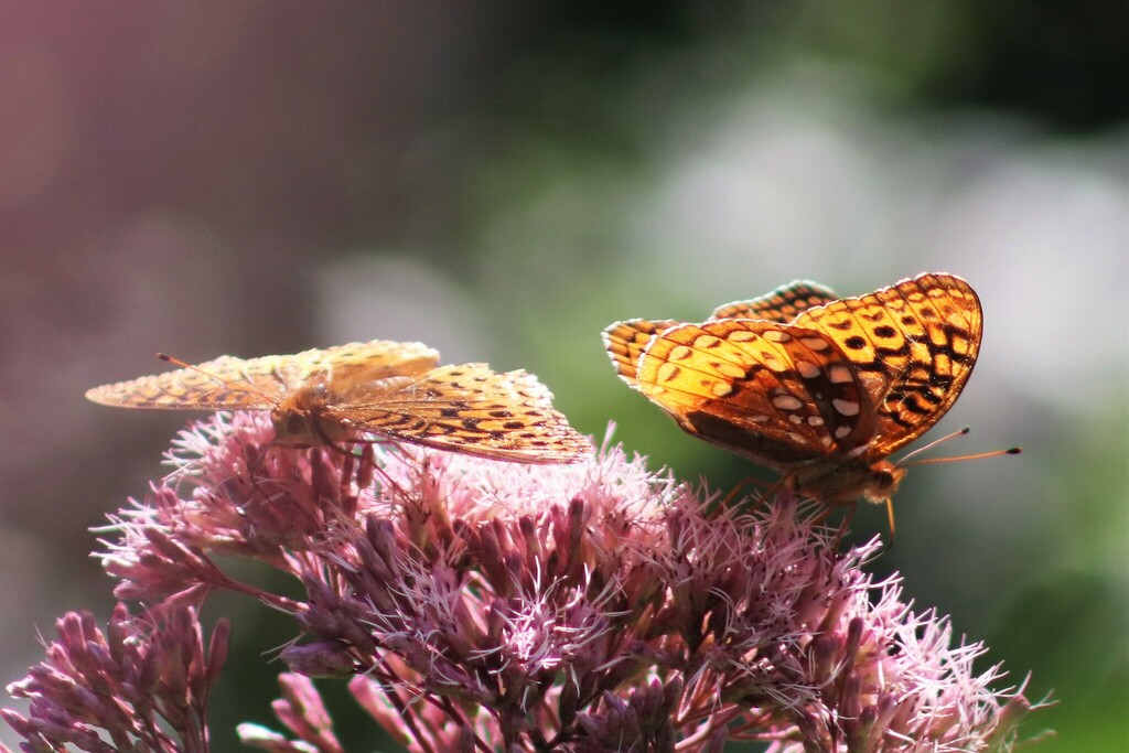 Great Spangled Fritillary from Clarion County, PA, USA on August 19 ...