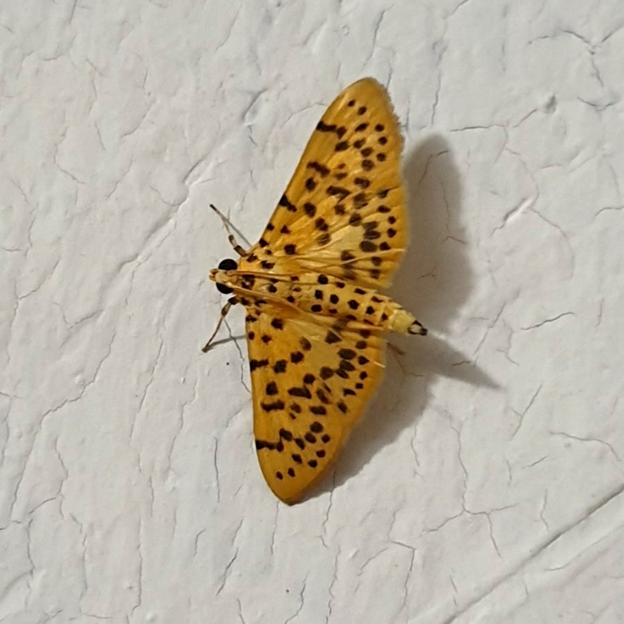 Yellow Peach Moth from 보문산 on August 26, 2023 at 10:51 PM by Steven ...