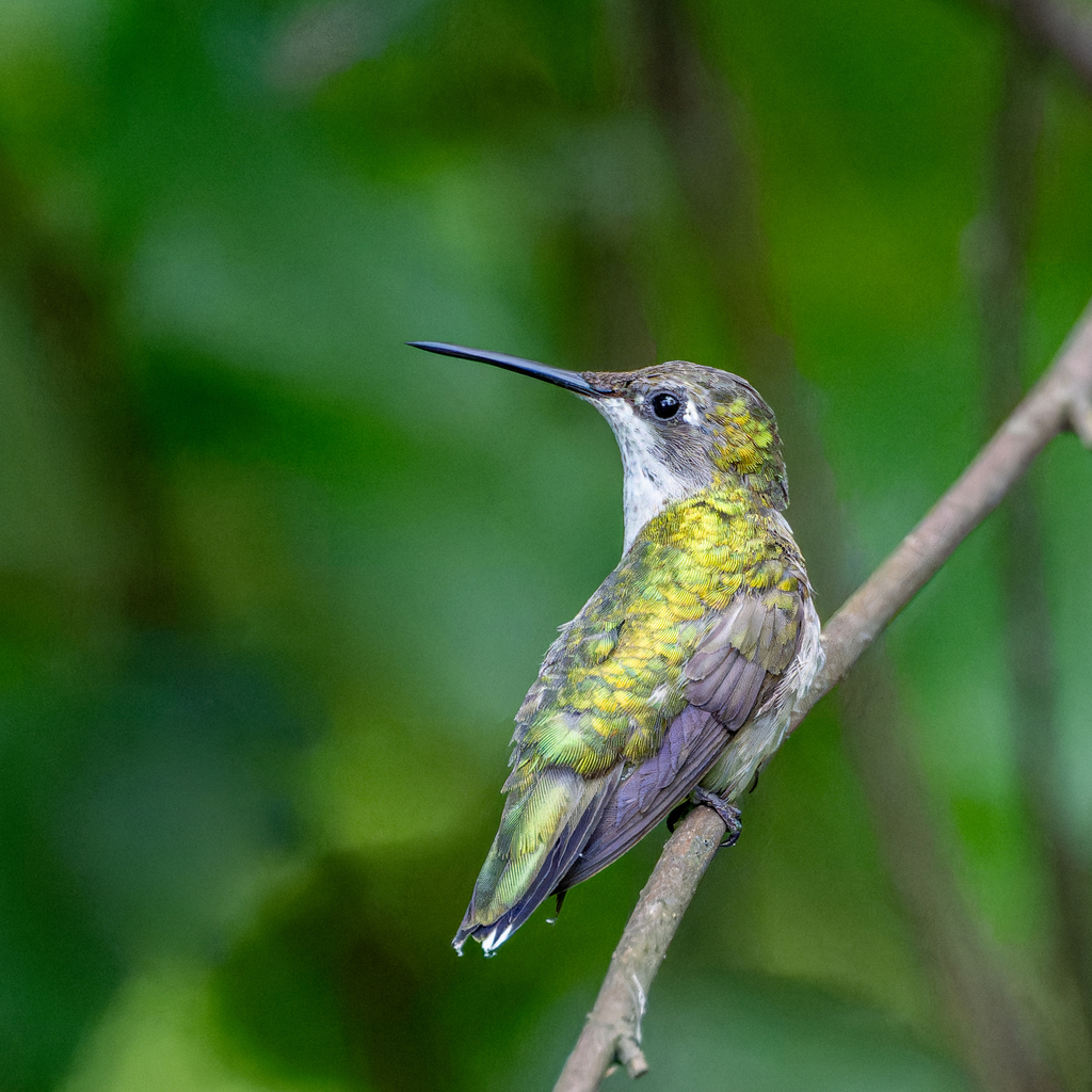 Ruby-throated Hummingbird from Reston, VA, USA on August 24, 2023 at 06 ...