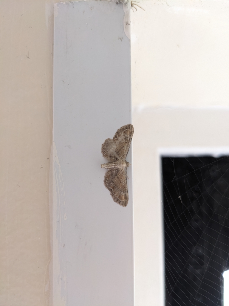 Plain Pug from Waltham Abbey EN9, UK on August 26, 2023 at 10:32 AM by ...