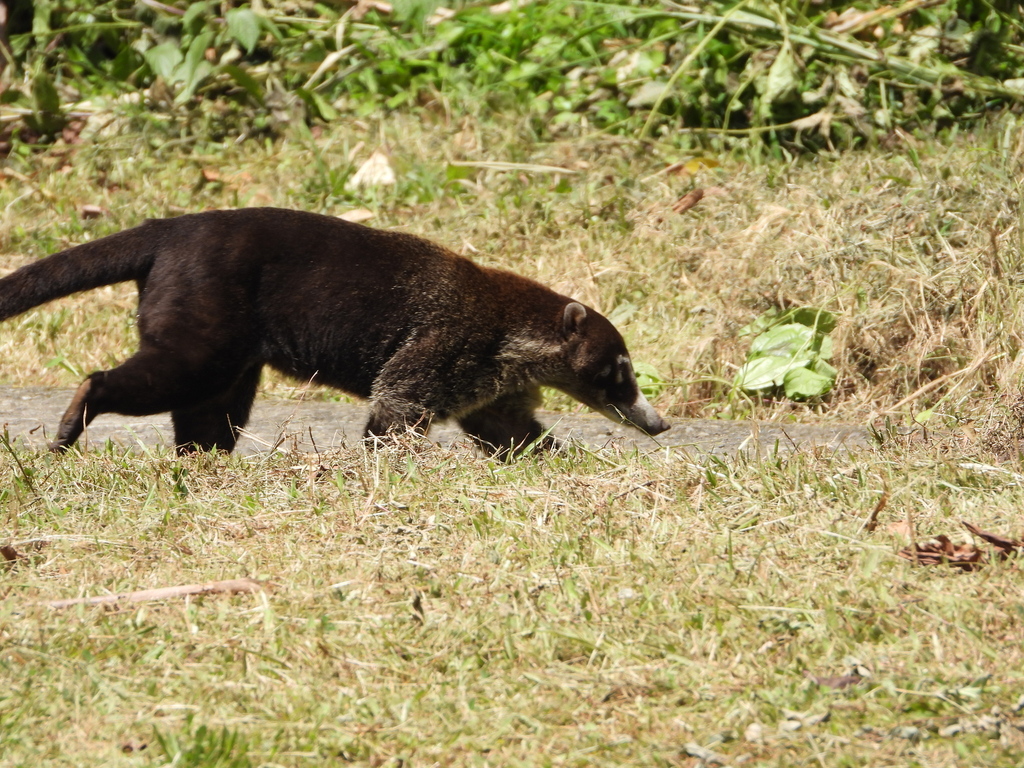 White-nosed Coati from Provincia de Alajuela, San Carlos, Costa Rica on ...