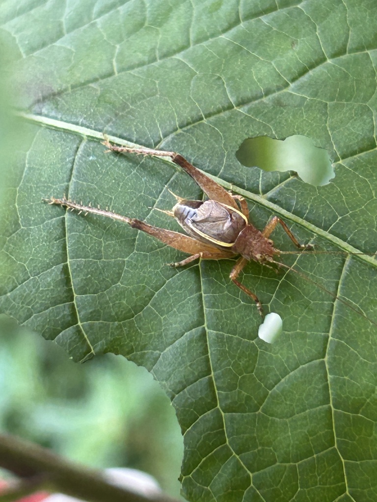 Restless Bush Cricket from Hanses Dr, Louisville, KY, US on August 26 ...