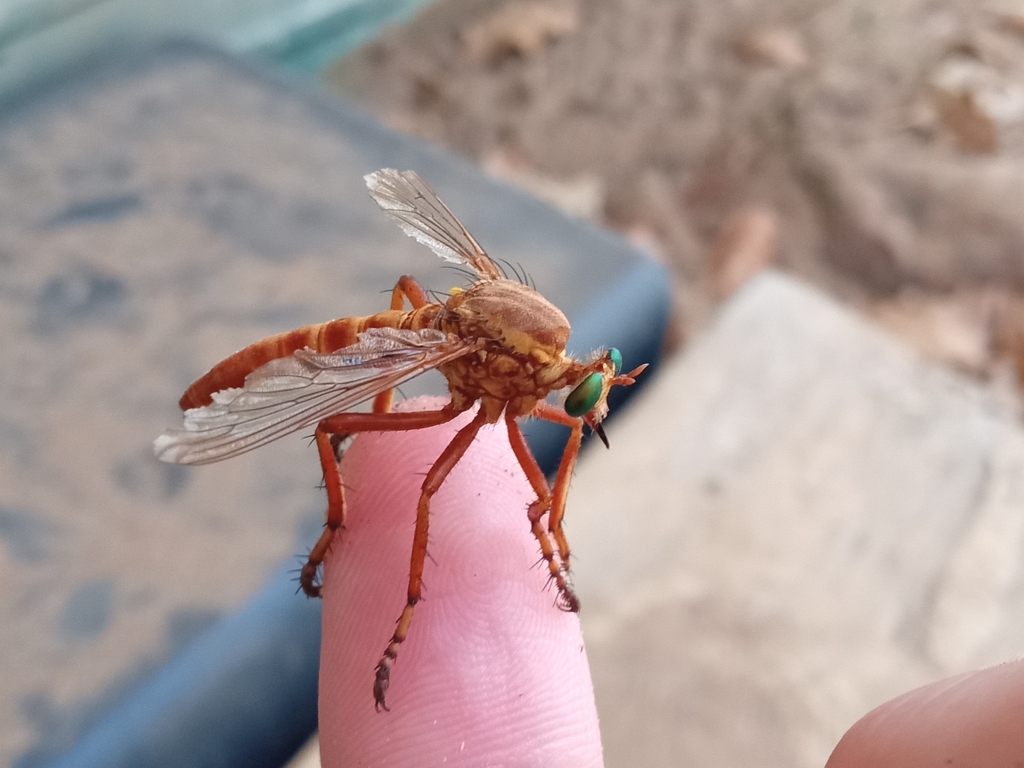 Prairie Robber Fly from Joshua, TX 76058, USA on August 25, 2023 at 11: ...
