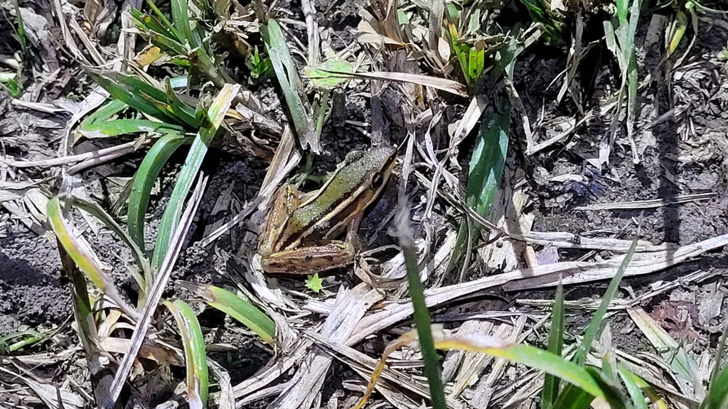 Taipei frog in August 2023 by Lilyann Chen · iNaturalist