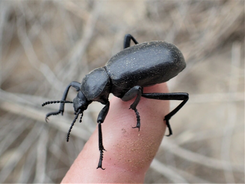 Eleodes grandicollis from Riverside County, CA, USA on May 18, 2018 at ...