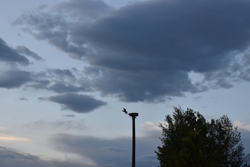 Osprey from W 240 N, Provo, UT, US on May 31, 2023 at 08:32 PM by John ...