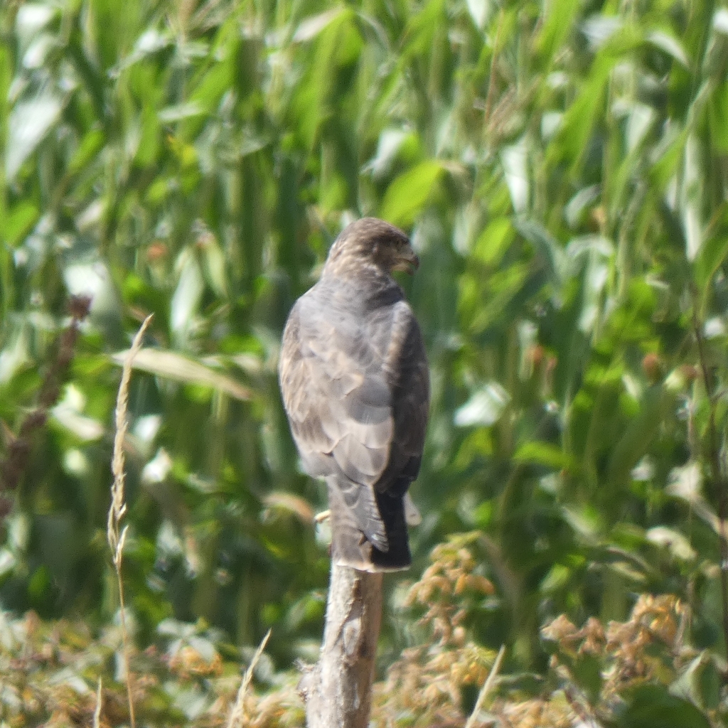 Western Common Buzzard from Negrões, 5470, Portugal on August 24, 2023 at 01:49 PM by João ...